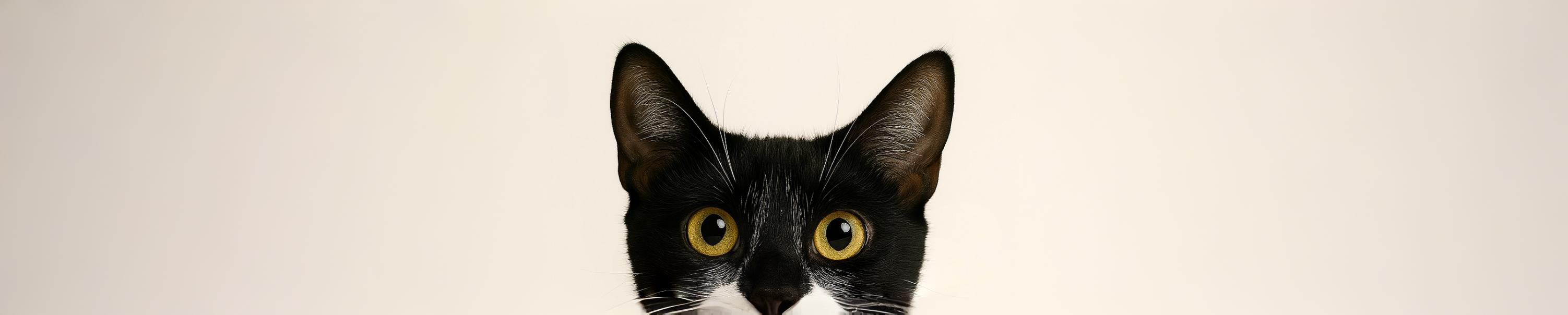 Fur Laughs – Only Cats Allowed