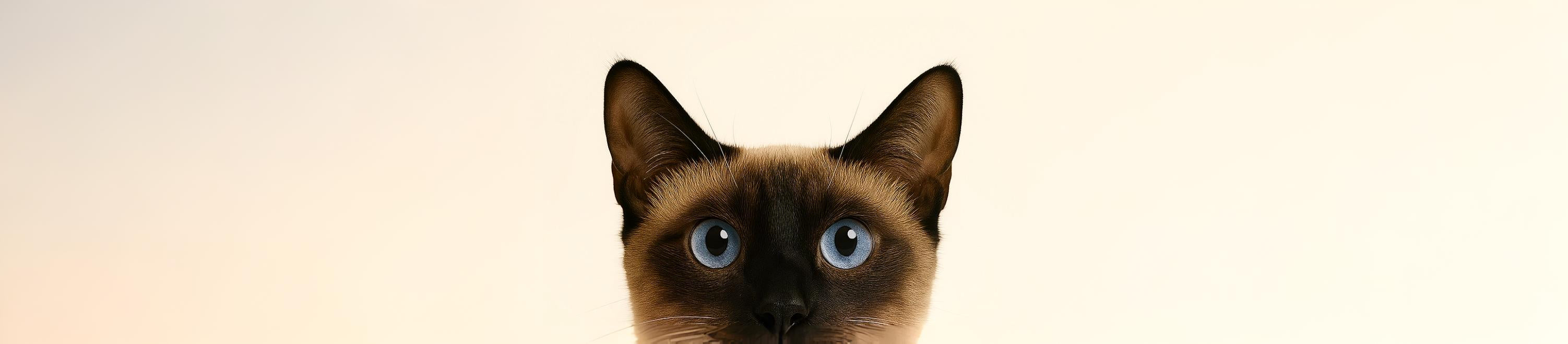 New Arrivals – Only Cats Allowed