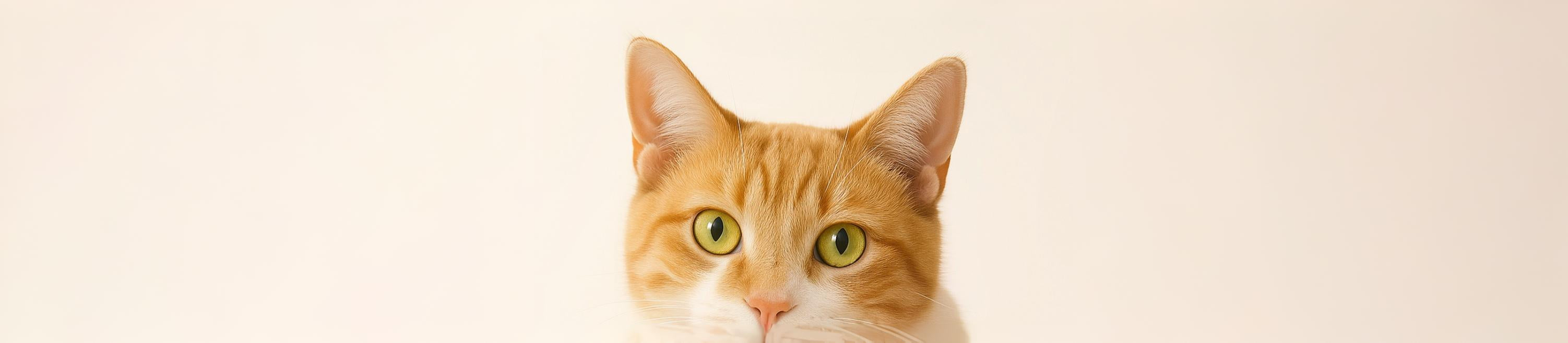 All – Only Cats Allowed